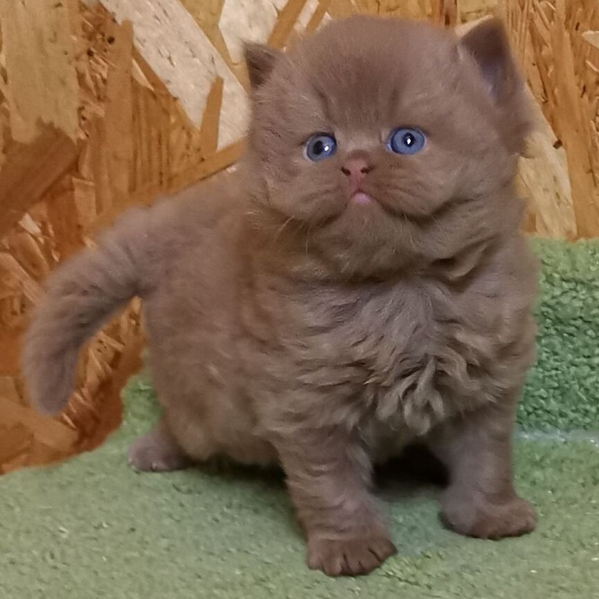 Британский цинамон шоколад