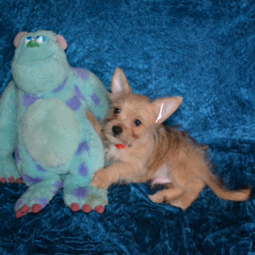 Щенки чорки мальчик