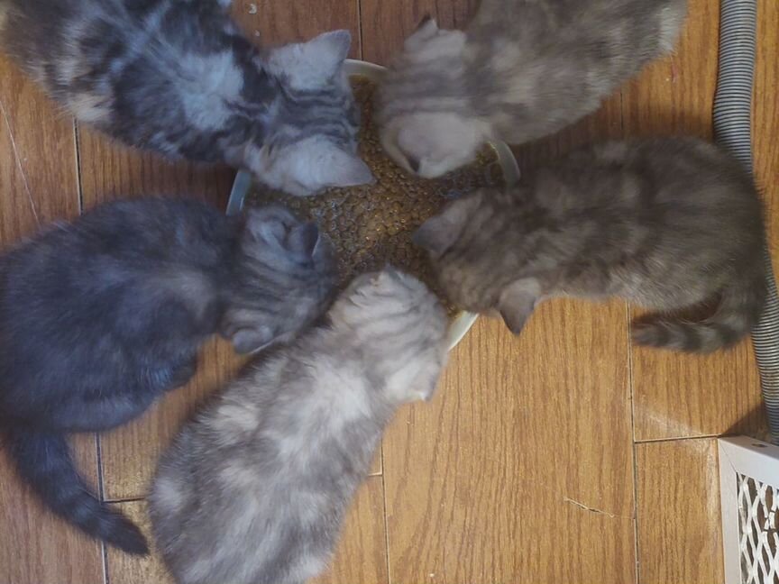 Шотландские вислоухие и прямоухие котята