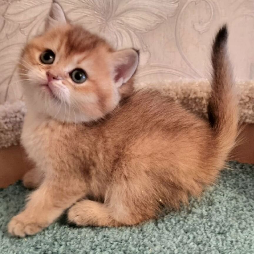 Британский малыш