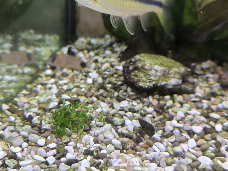 Сиамский водорослеед