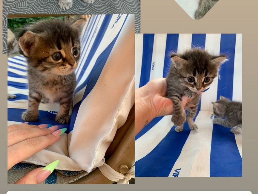 Отдам котяк бесплатно в хорошие руки