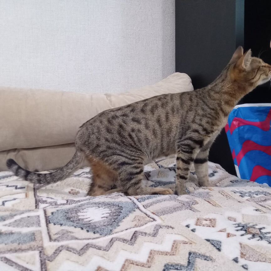 Отдам кошку в добрые руки