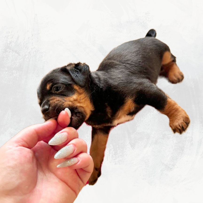 Продам щенков Той - Терьера