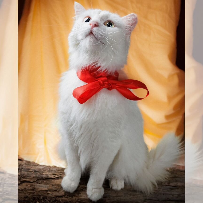 Шикарная блондиночка