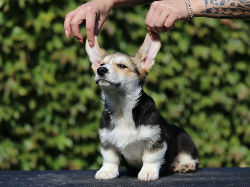 Вельш-корги пемброк