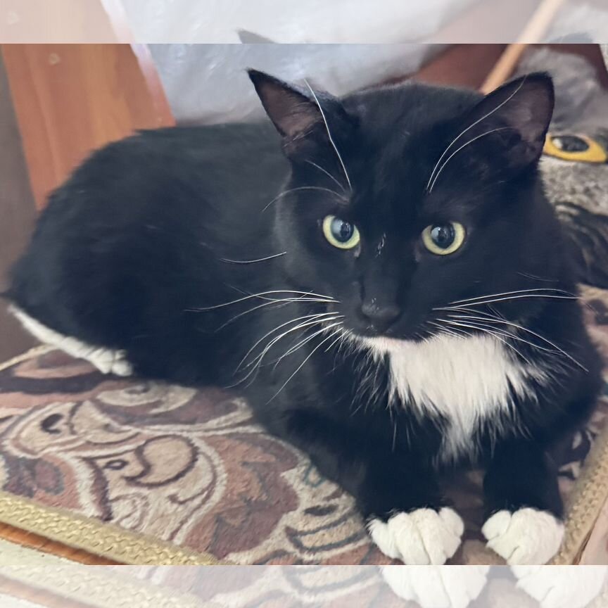 Взрослый кот в добрые руки