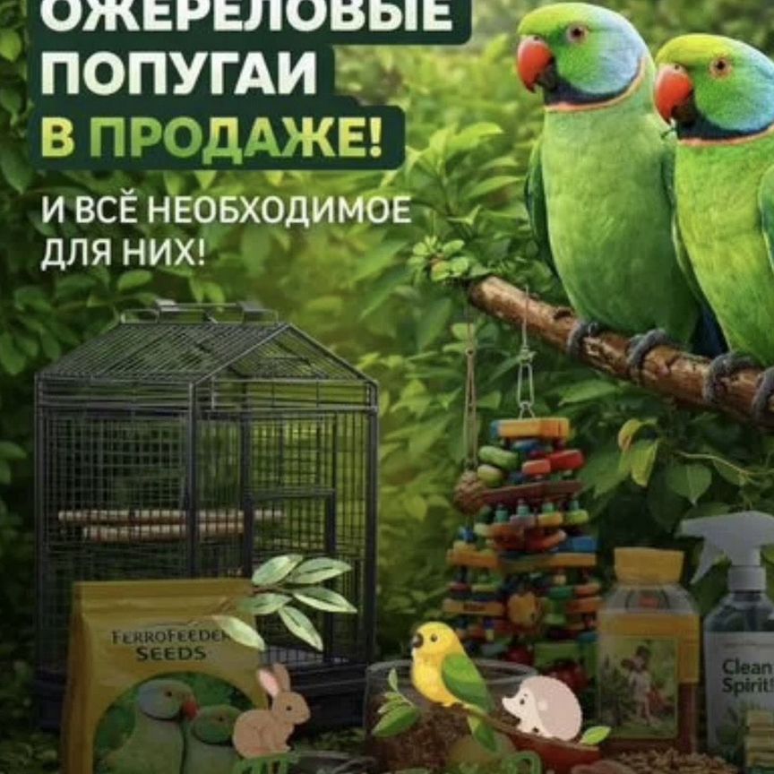 Попугай, Ожереловые Попугаи