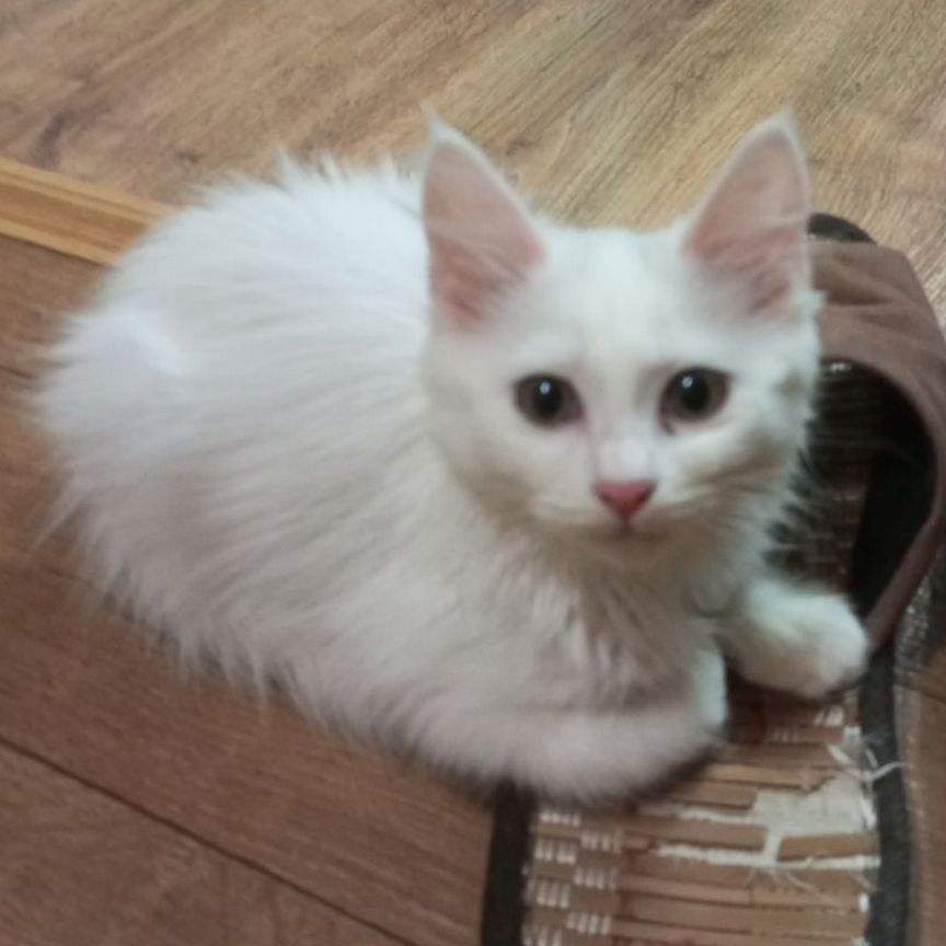 Котёнок в добрые руки