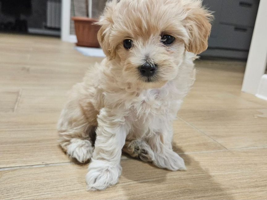 Щенки мальтипу f1