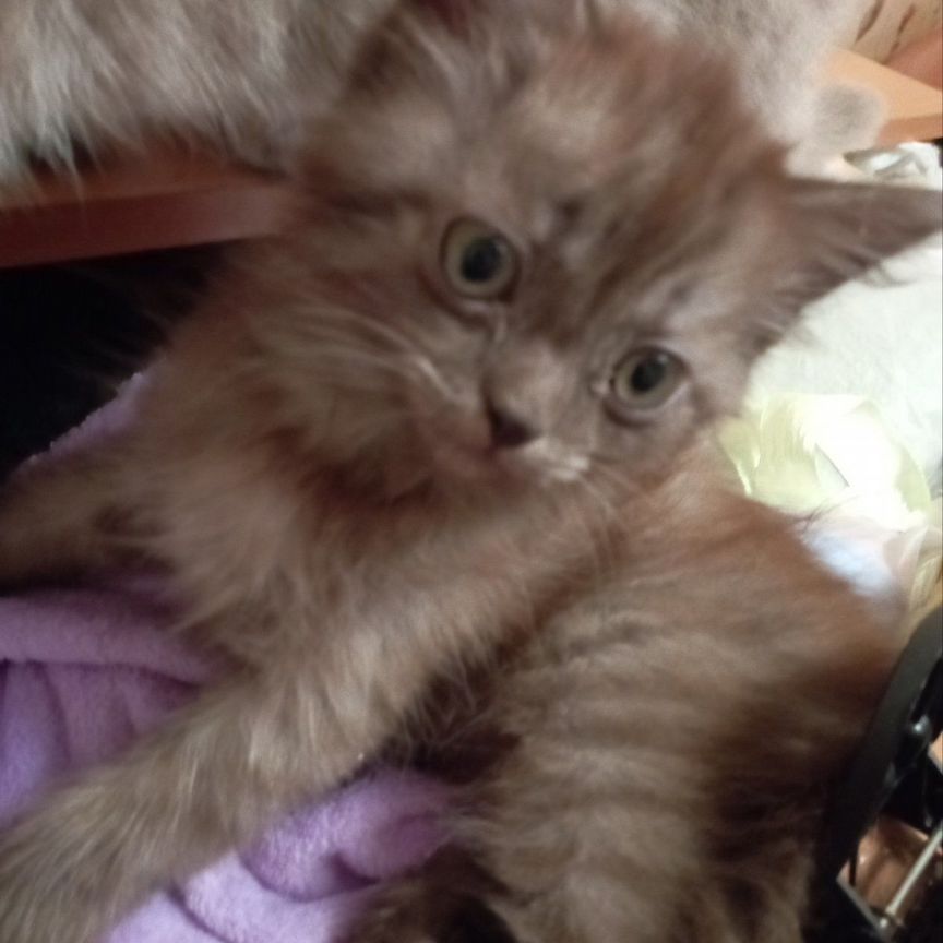 Котёнок 2 месяца отдаётся в ответственные руки