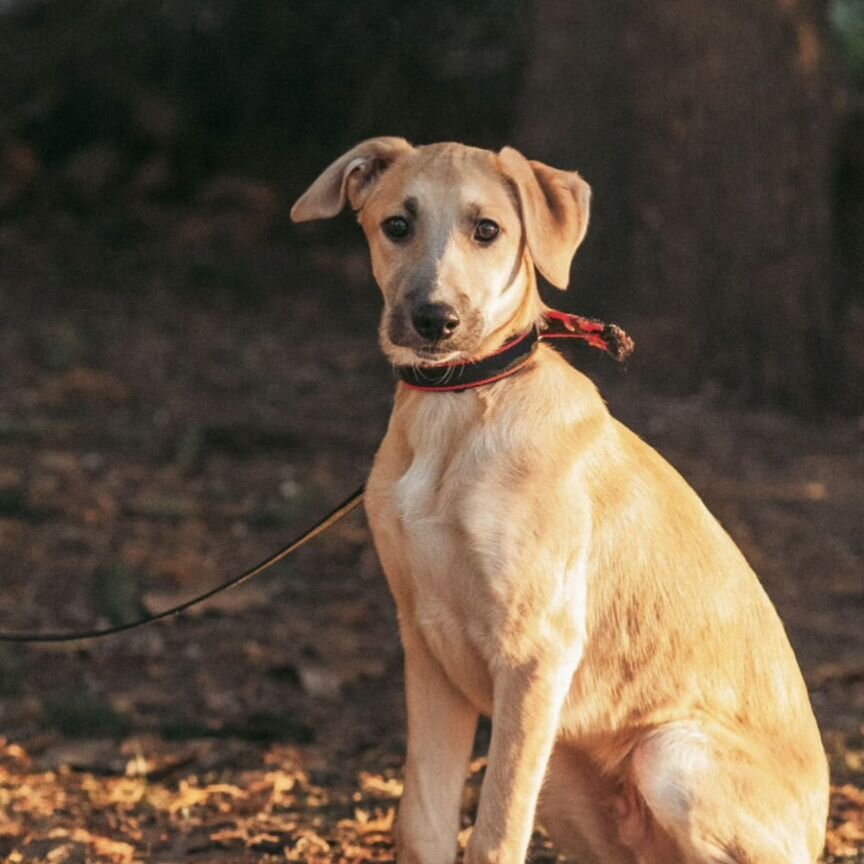 Солнечный Санни