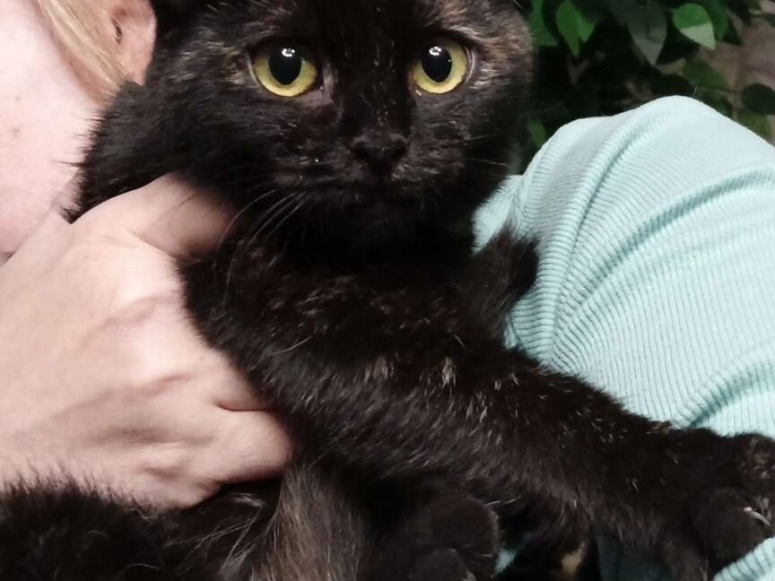 Красавица в хорошие руки