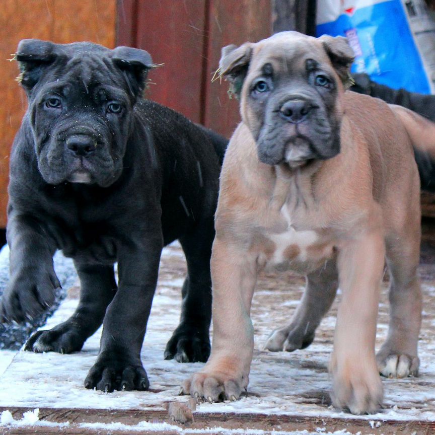 Кане-корсо, щенок