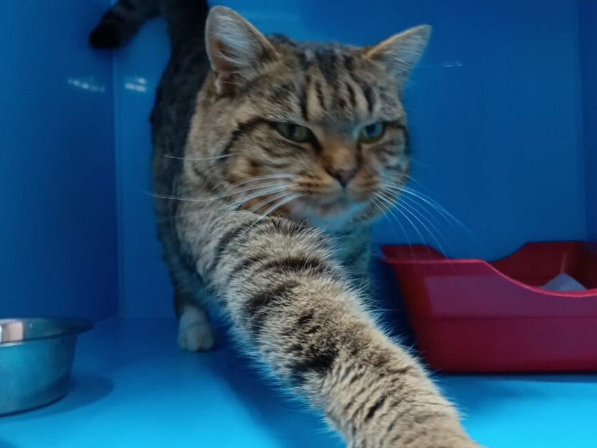 Просто уютный пирожочек