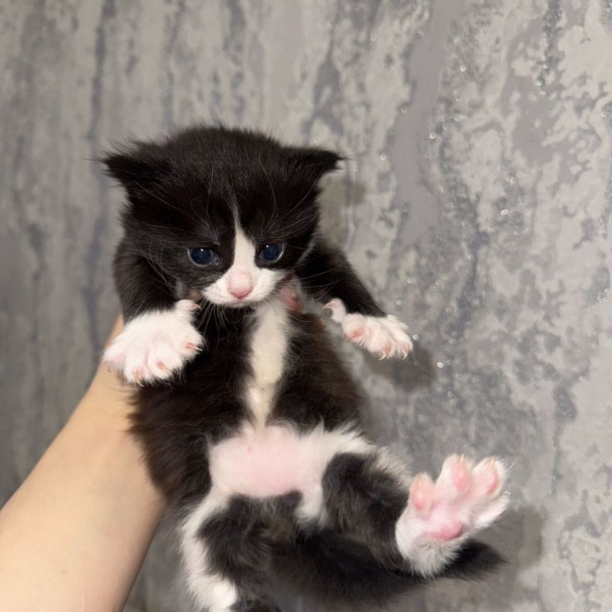 Котята в добрые руки 2 девочки 2 мальчика