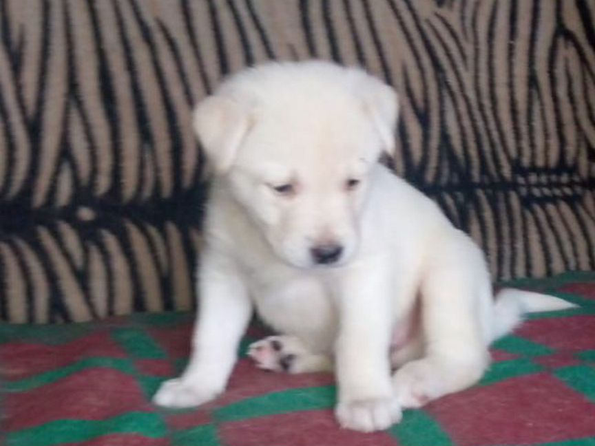 Отдам в добрые руки