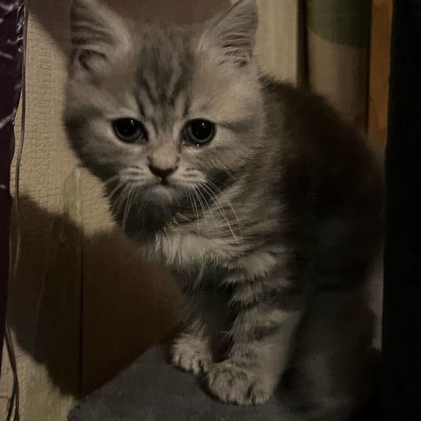 Британский короткошёрстный котёнок