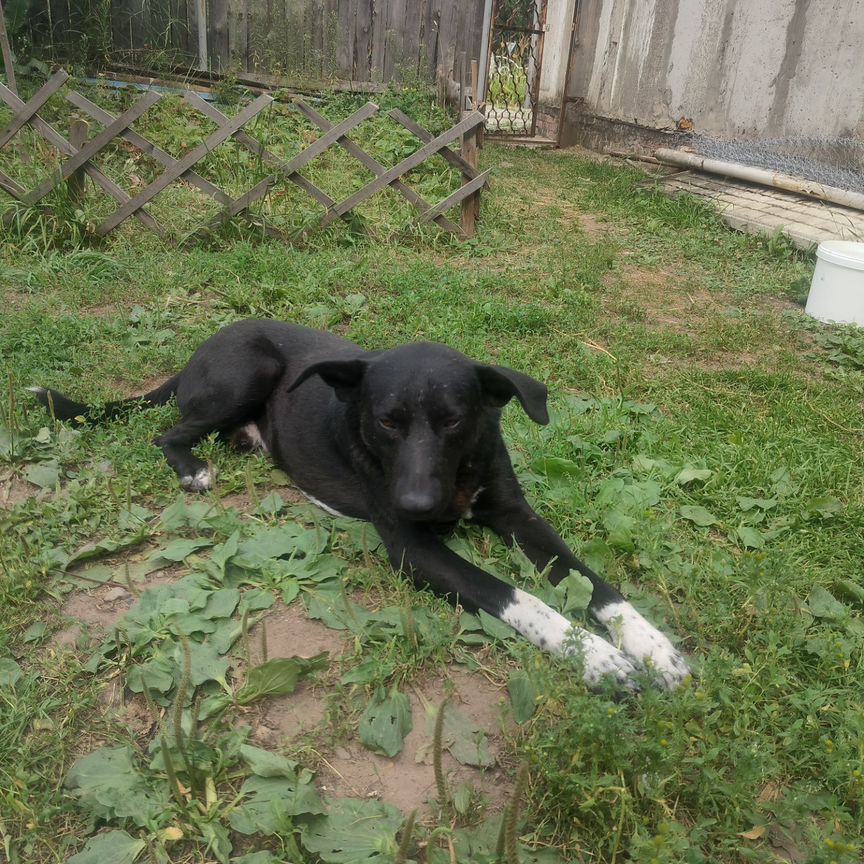 Взрослая собака в добрые руки