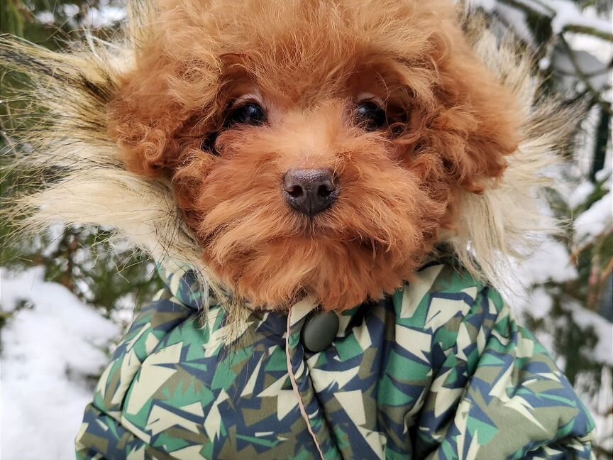 Мальчишечка той-пуделек