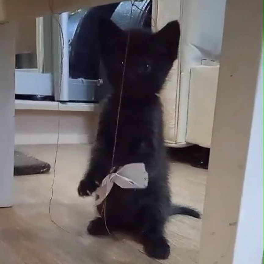 Поделюсь пушистым счастьем)