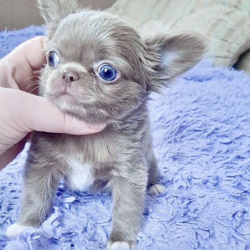 Чихуахуа лиловые