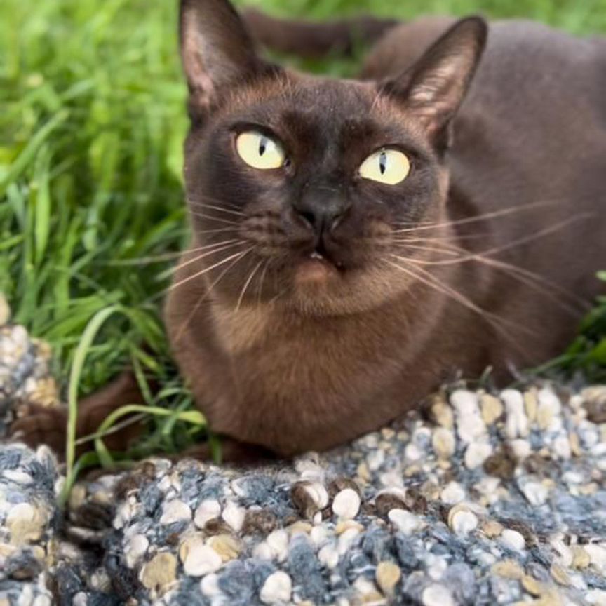 Бурма бесплатно