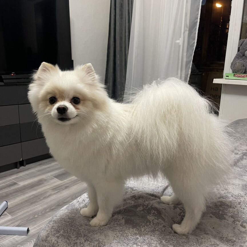 Померанский шпиц