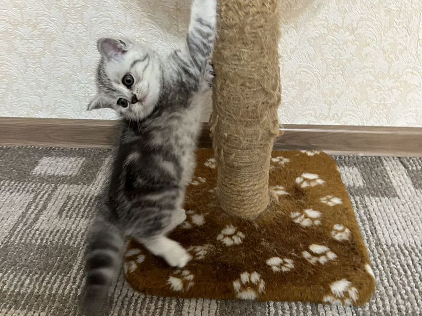 Британский котенок
