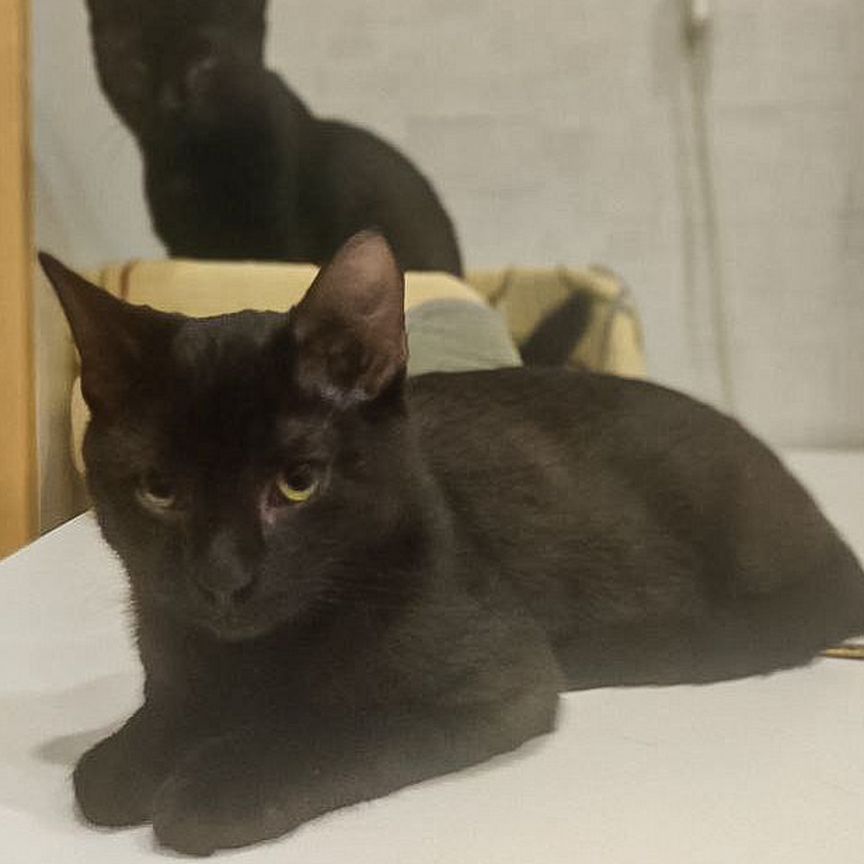 Котята мальчики 5 месяцев