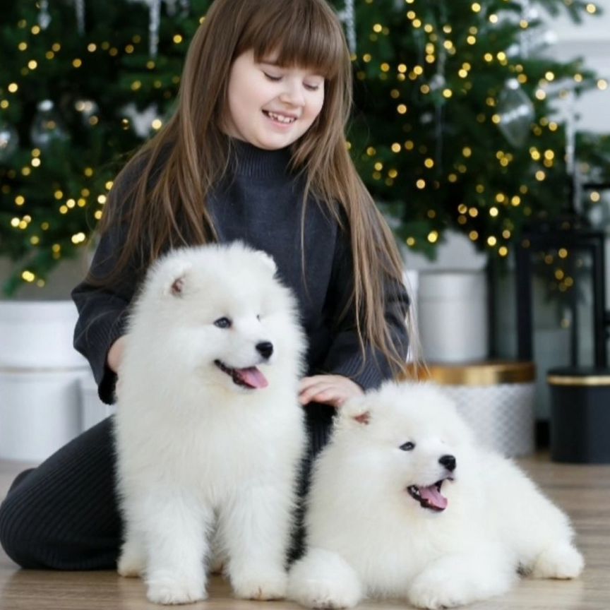 Самоедская собака, щенок