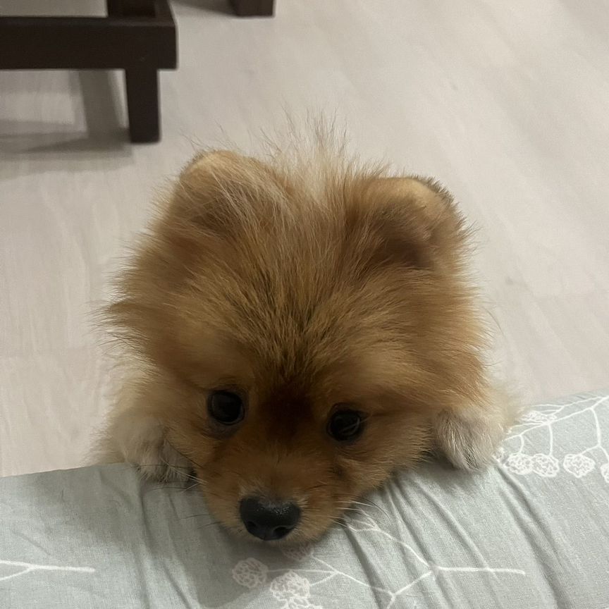 Шпиц
