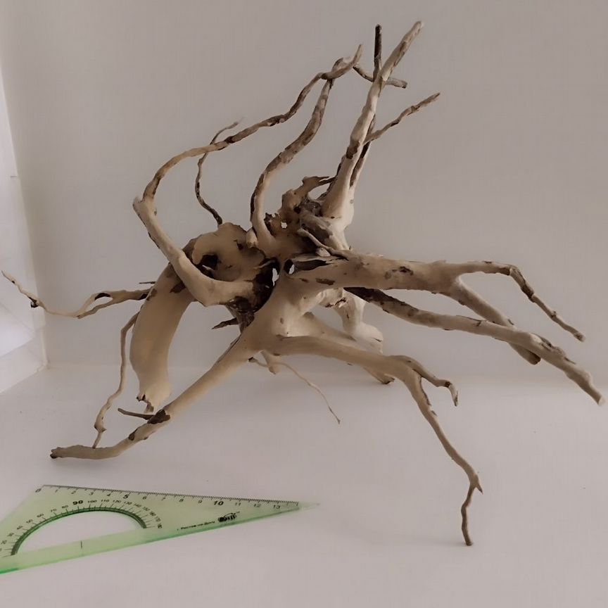 Коряги паучий корень