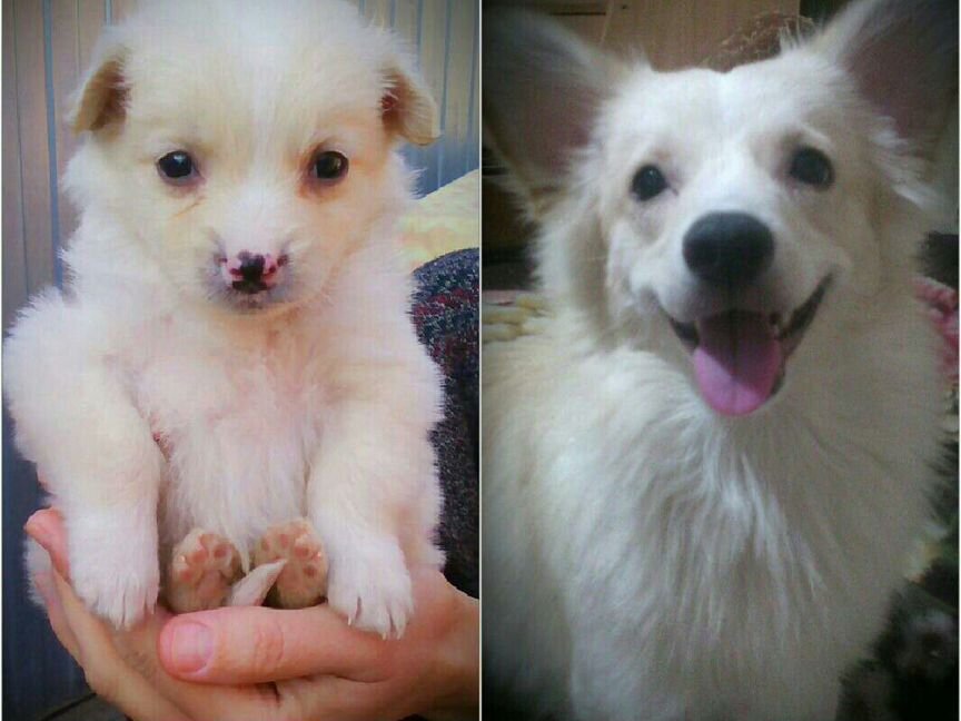 Собака в добрые руки отдам бесплатно