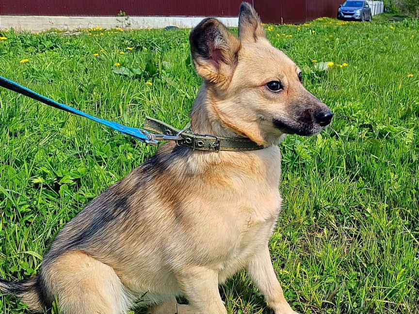 Маленькая собачка ищет дом