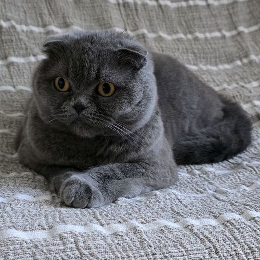 Шотландская вислоухая короткошёрстная, взрослая кошка
