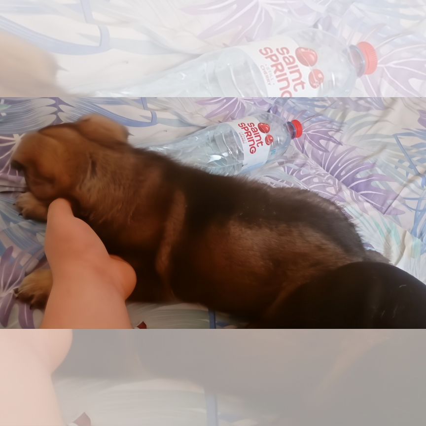 Немецкая овчарка, щенок