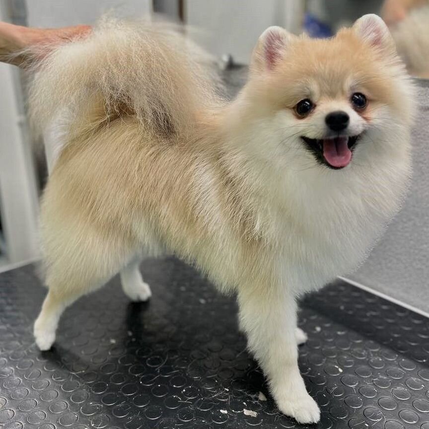 Немецкий шпиц, взрослый пёс