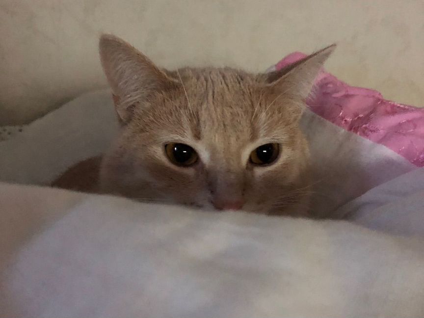 Домашняя кошечка бесплатно