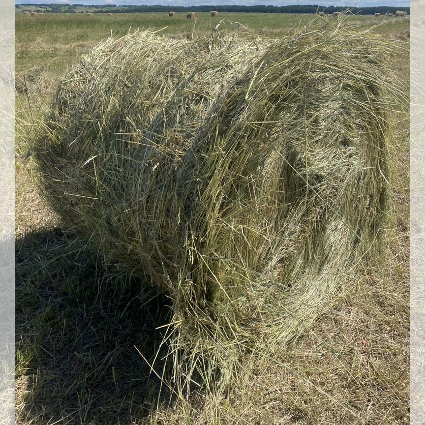 Сено в рулонах