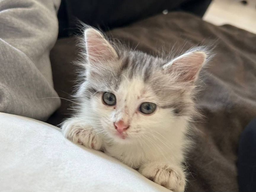 Котенок