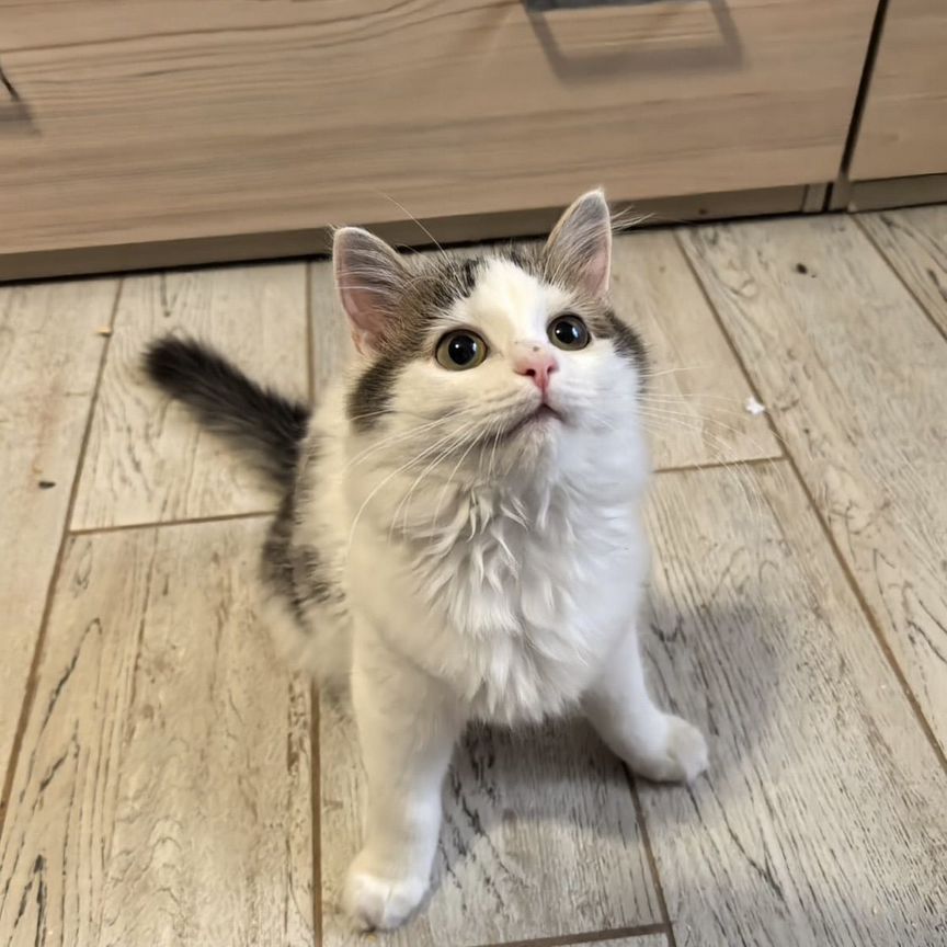 Котенок в добрые руки