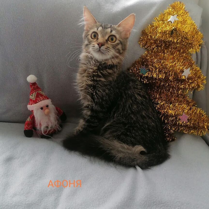 Котик без оплаты в добрые руки