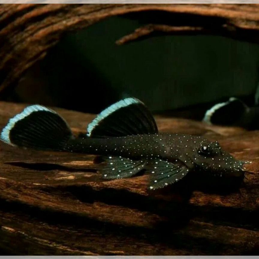 L181 анциструс звёздчатый - Ancistrus dolichopteru