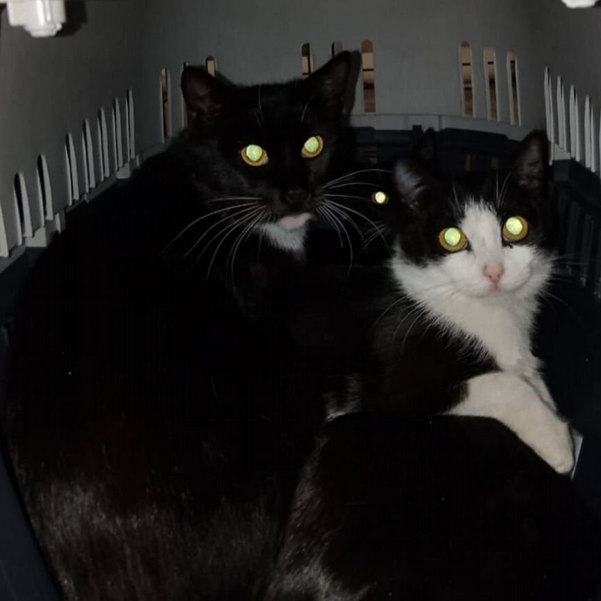 Кошки в добрые руки