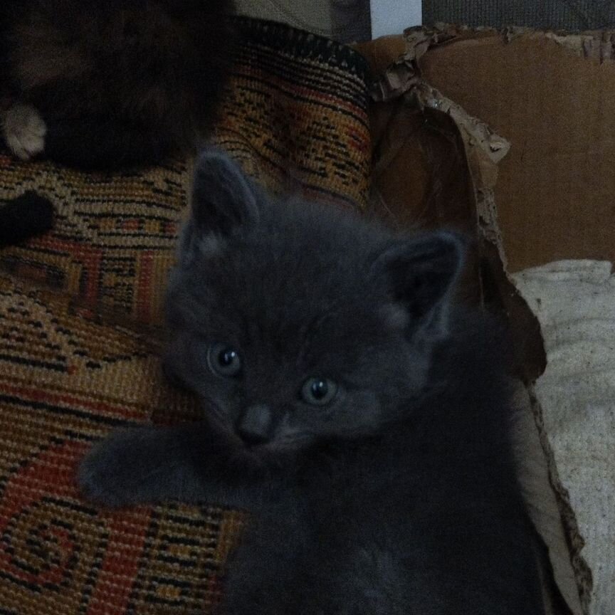 Котёнок в добрые руки
