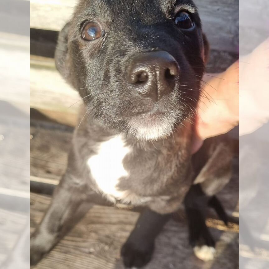 Щенок в добрые руки