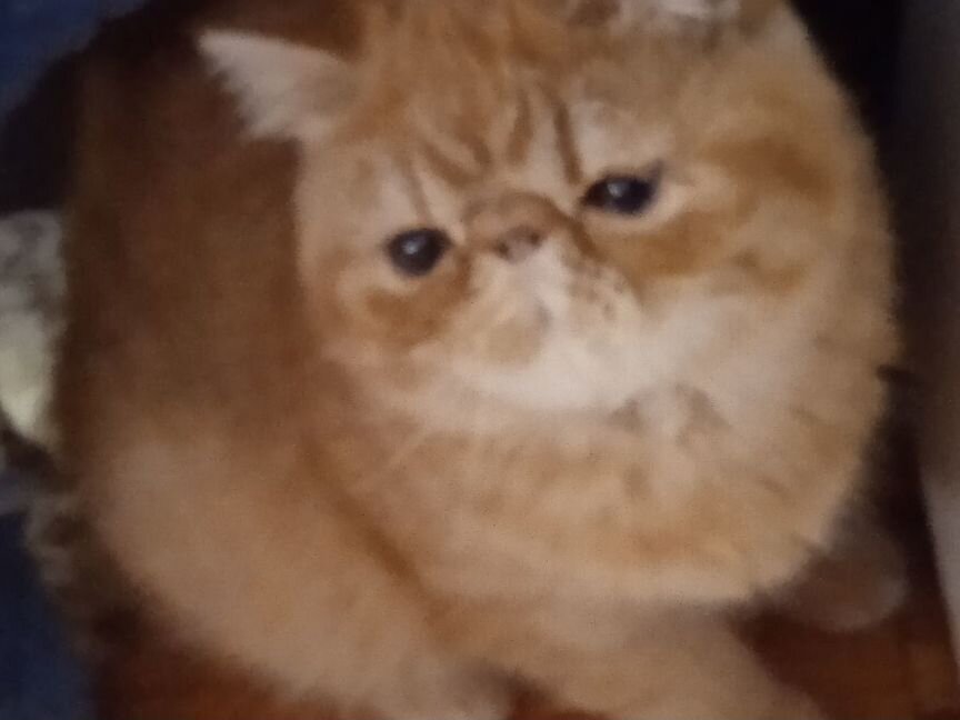 Экзот котик