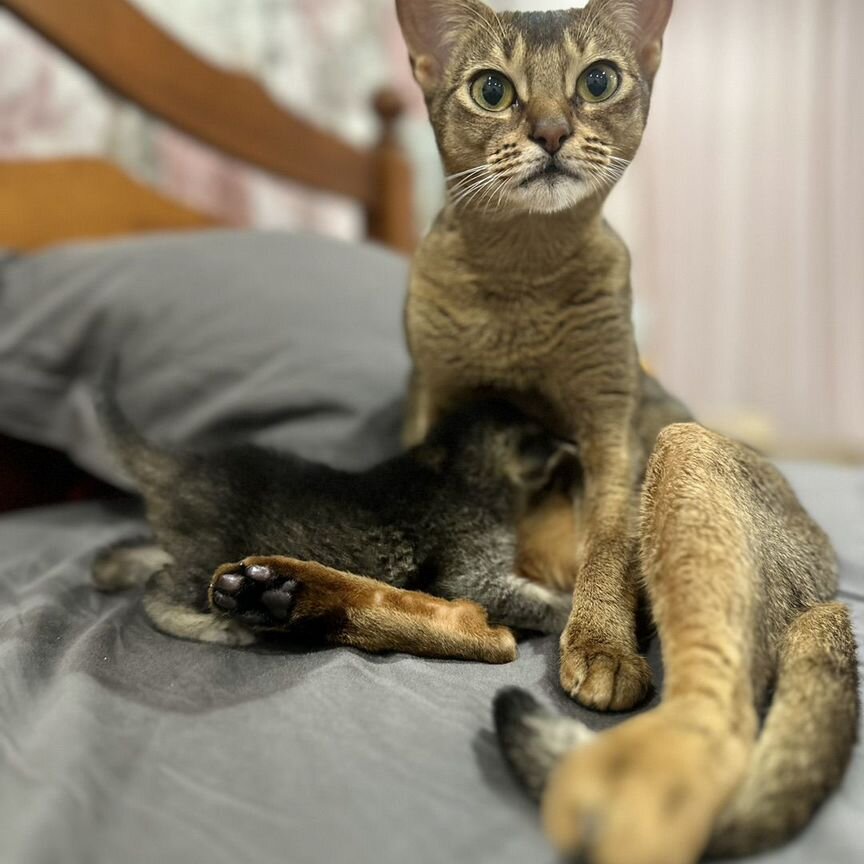 Абисинский котенок