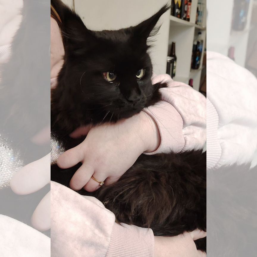 Мейн-кун, взрослая кошка